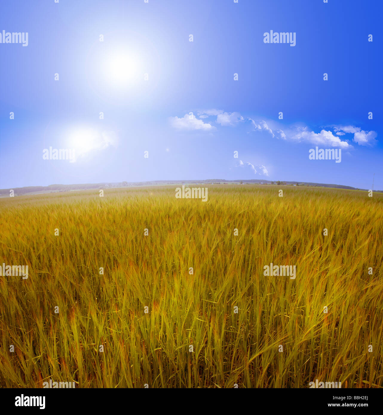 grass and perfect blue sky Stock Photo - Alamy