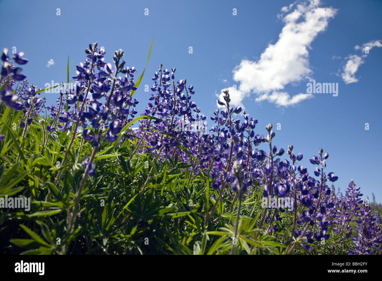 Wild Perennial Lupin Lupinus perennis at Rock Point Black Canyon of the ...