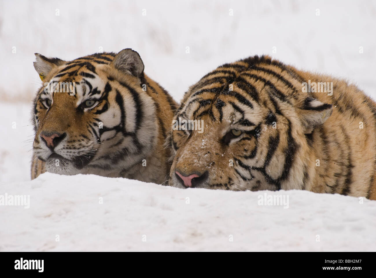 A male and female siberian tiger peering over a snowy rock in a reserve ...