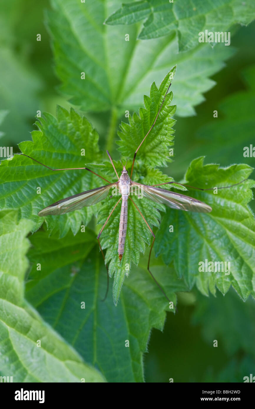 Crane-fly Tipula oleracea adult at rest on vegetation Stock Photo - Alamy