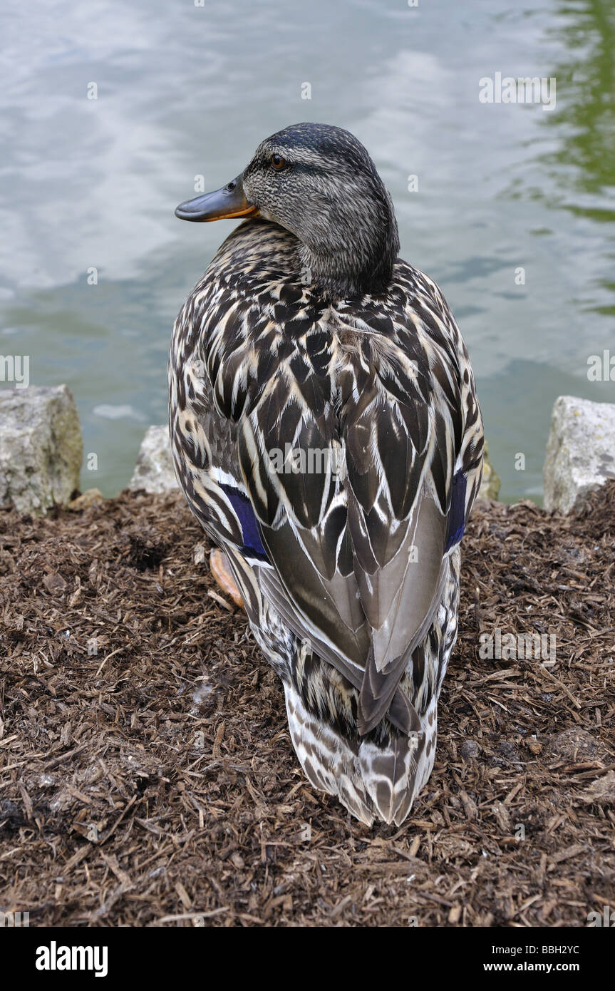 Mallard back hi-res stock photography and images - Alamy