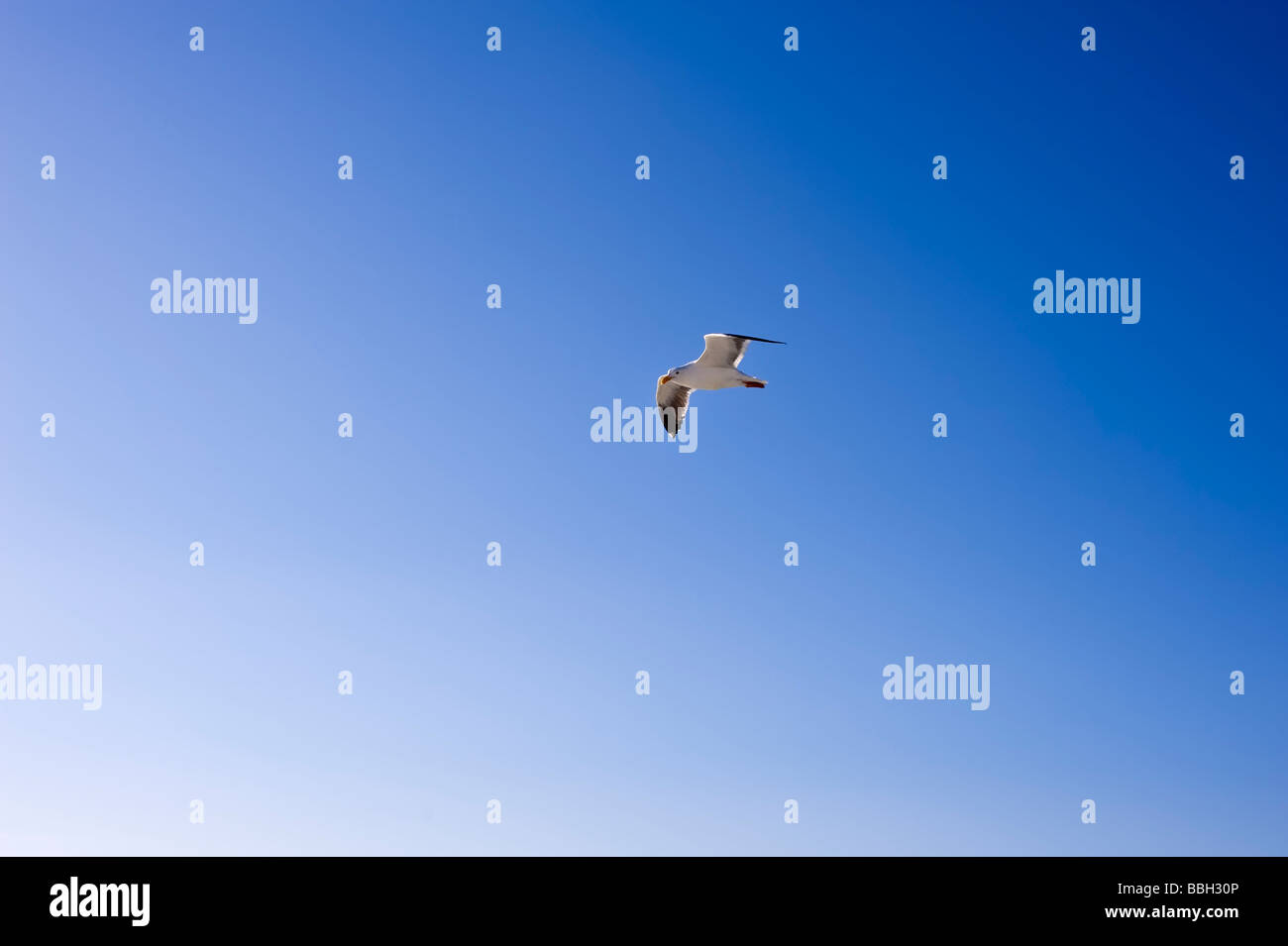 seagull gliding overhead against a blue sky Stock Photo - Alamy