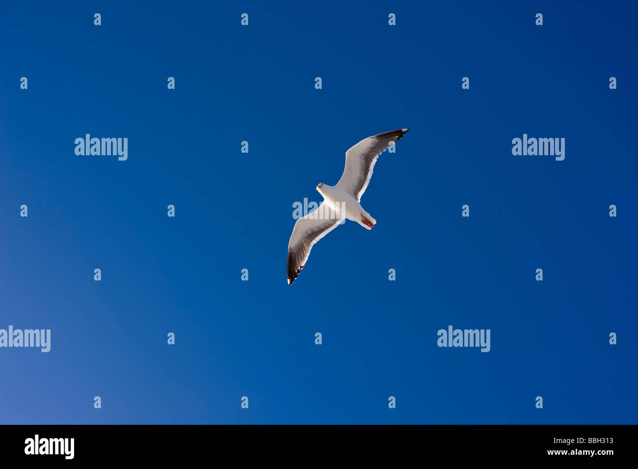 seagull gliding overhead against a blue sky Stock Photo - Alamy