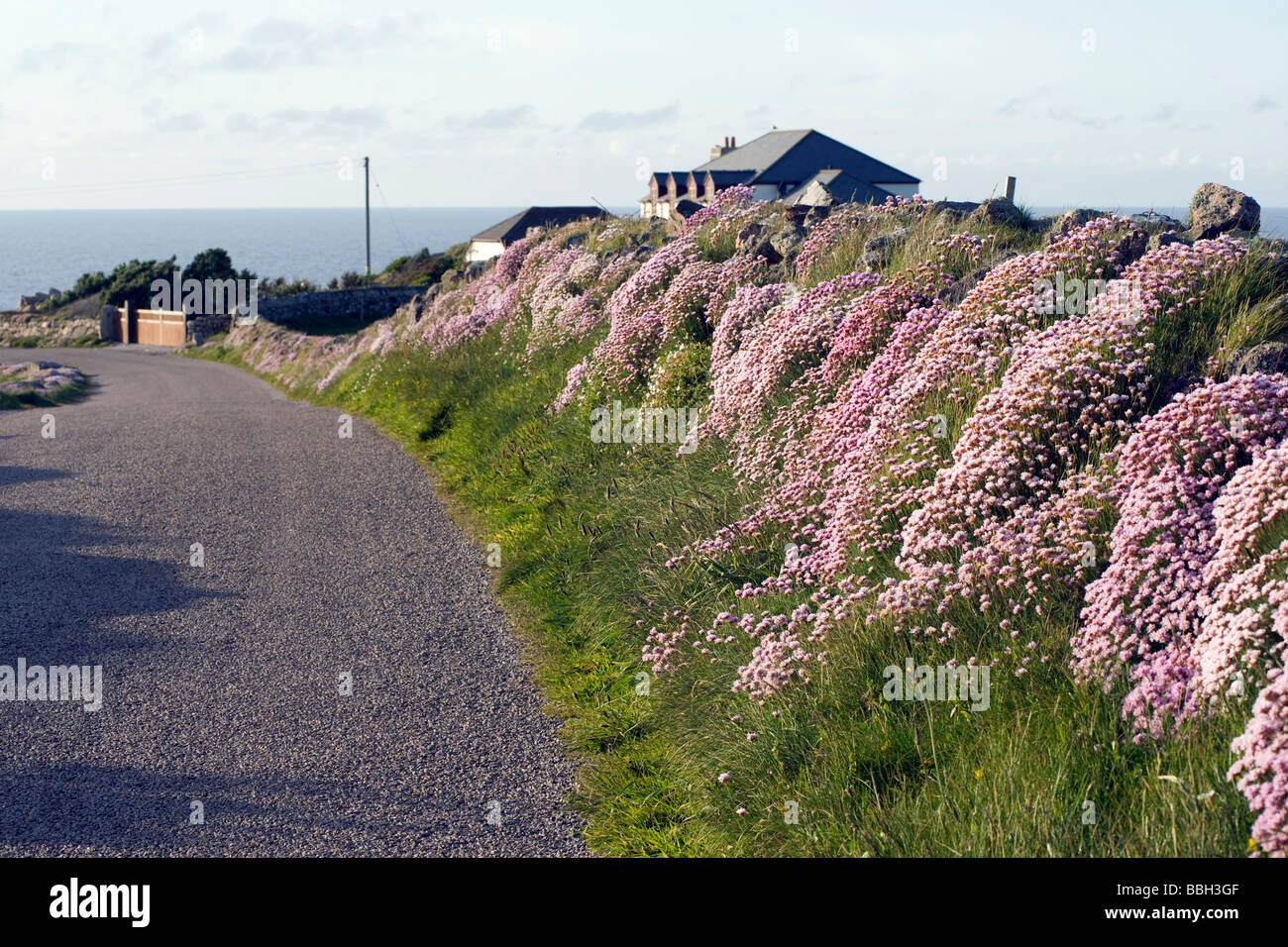 Wall of flowers in Cornwall in Cornwall, England, Great Britain Stock ...