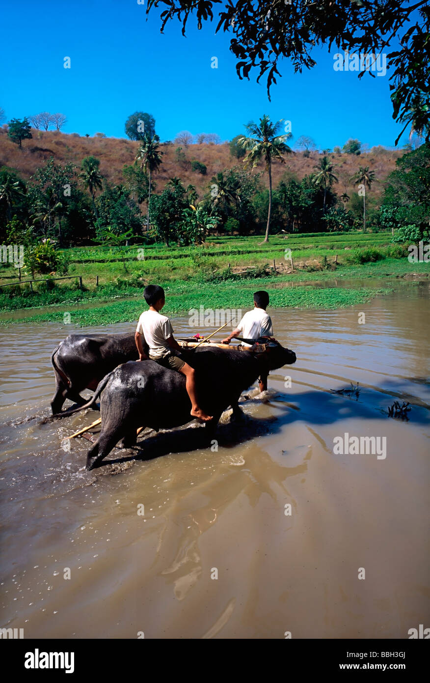 Children Riding Water Buffalo High Resolution Stock Photography and ...