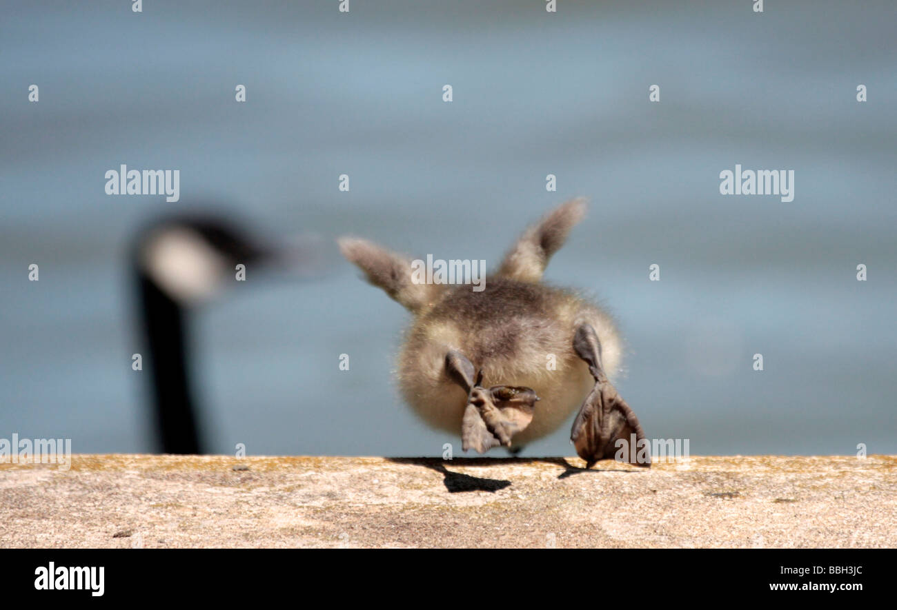 Baby Goose jumping in lake Stock Photo - Alamy