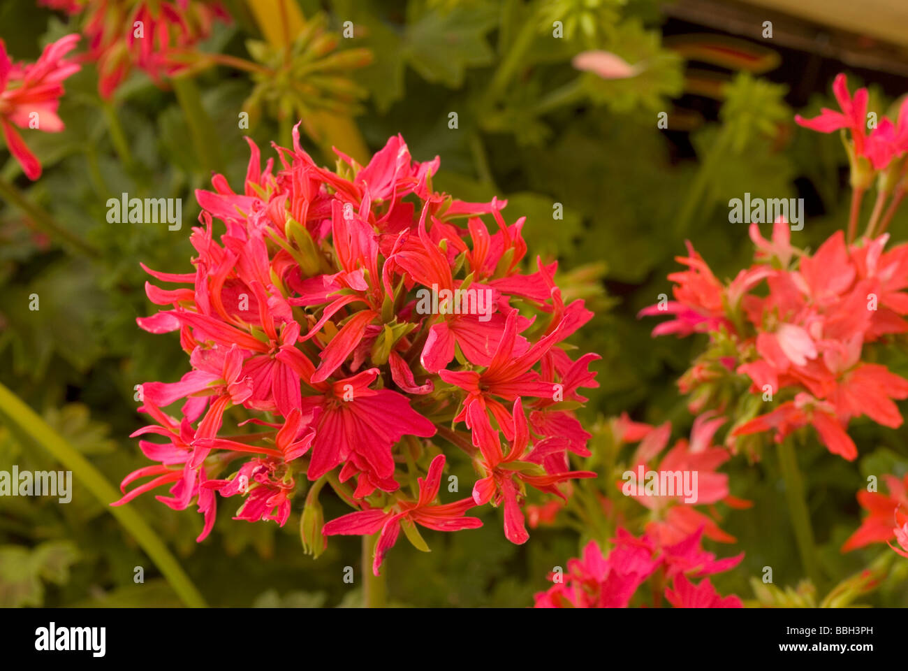 Pelargonium zonali stellari "Miss Mckenzie" gerani, Geraniaceae flowers ...