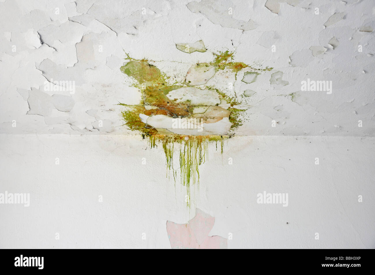 Mould Stain Stock Photos & Mould Stain Stock Images - Alamy