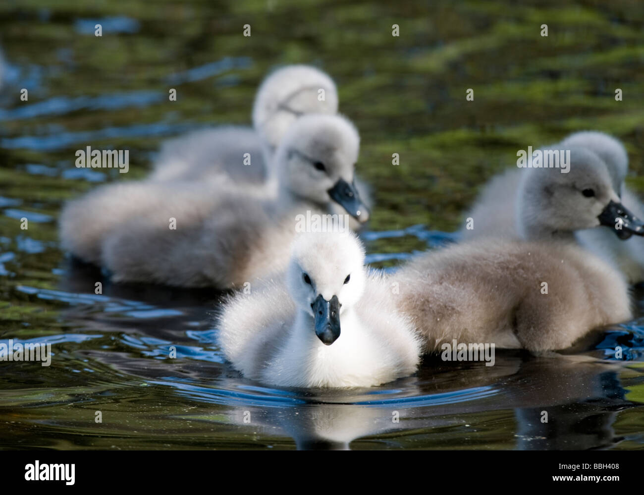 Cygnets (Cygnus Olor) of Mute Swan Stock Photo - Alamy