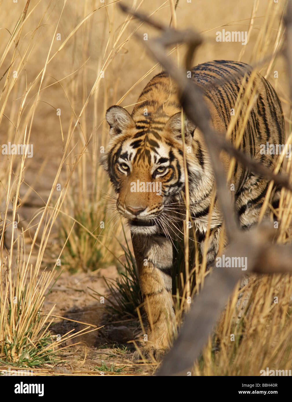 Tiger bush hi-res stock photography and images - Alamy