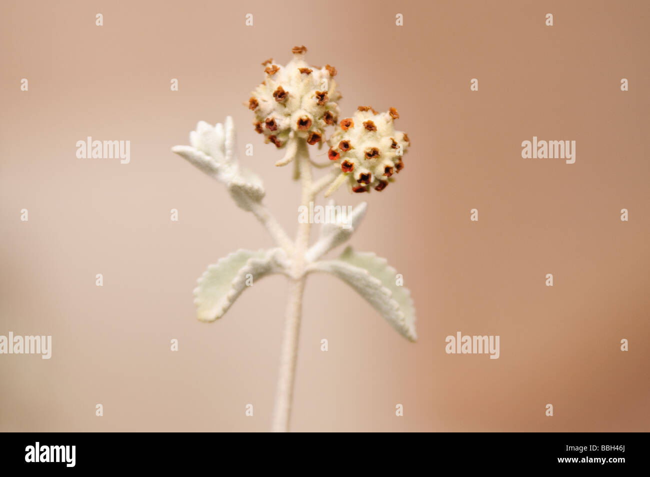 Spent flowers hi-res stock photography and images - Alamy