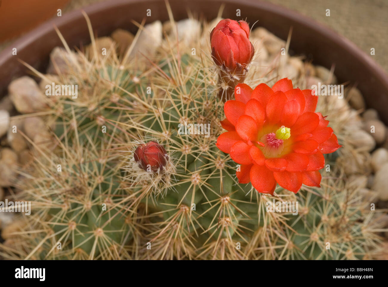 Scarlet Hedgehog Echinocereus coccineus, Cactaceae, Usa, Mexico Stock ...
