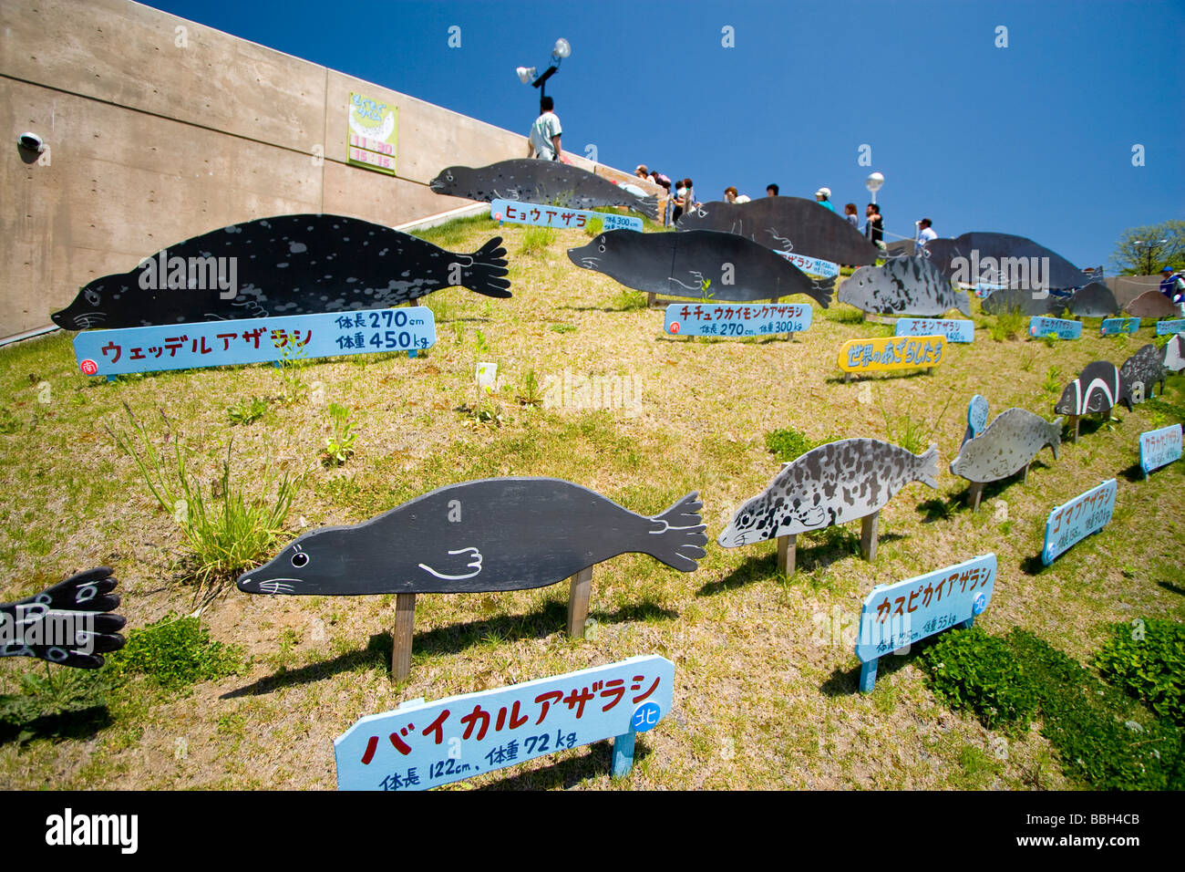 An exhibit at Asahiyama zoo shows different varieties of seals Stock ...