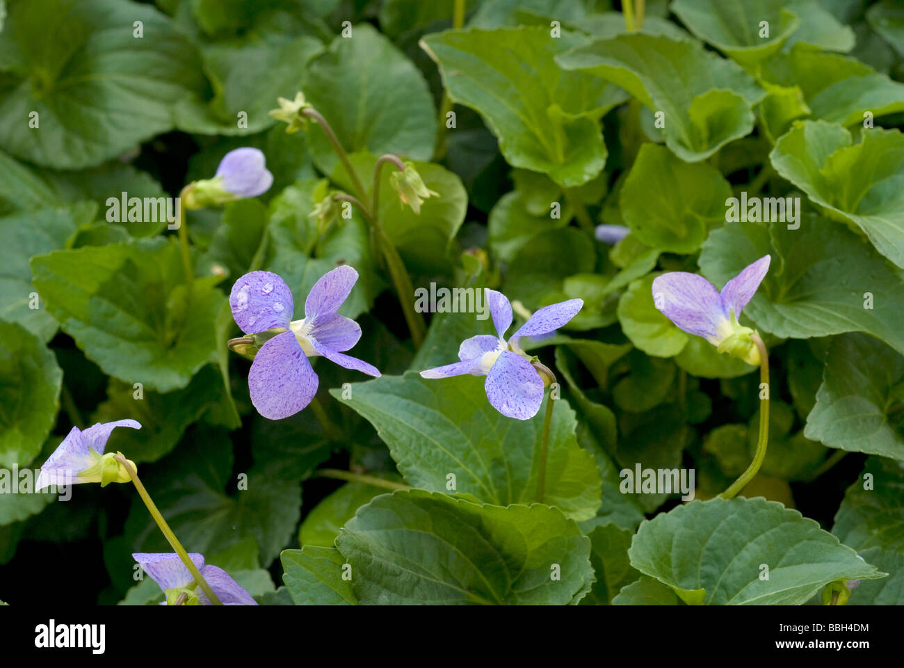 Common Blue Violet Viola sororia "Dark Freckles", Violaceae Stock Photo ...