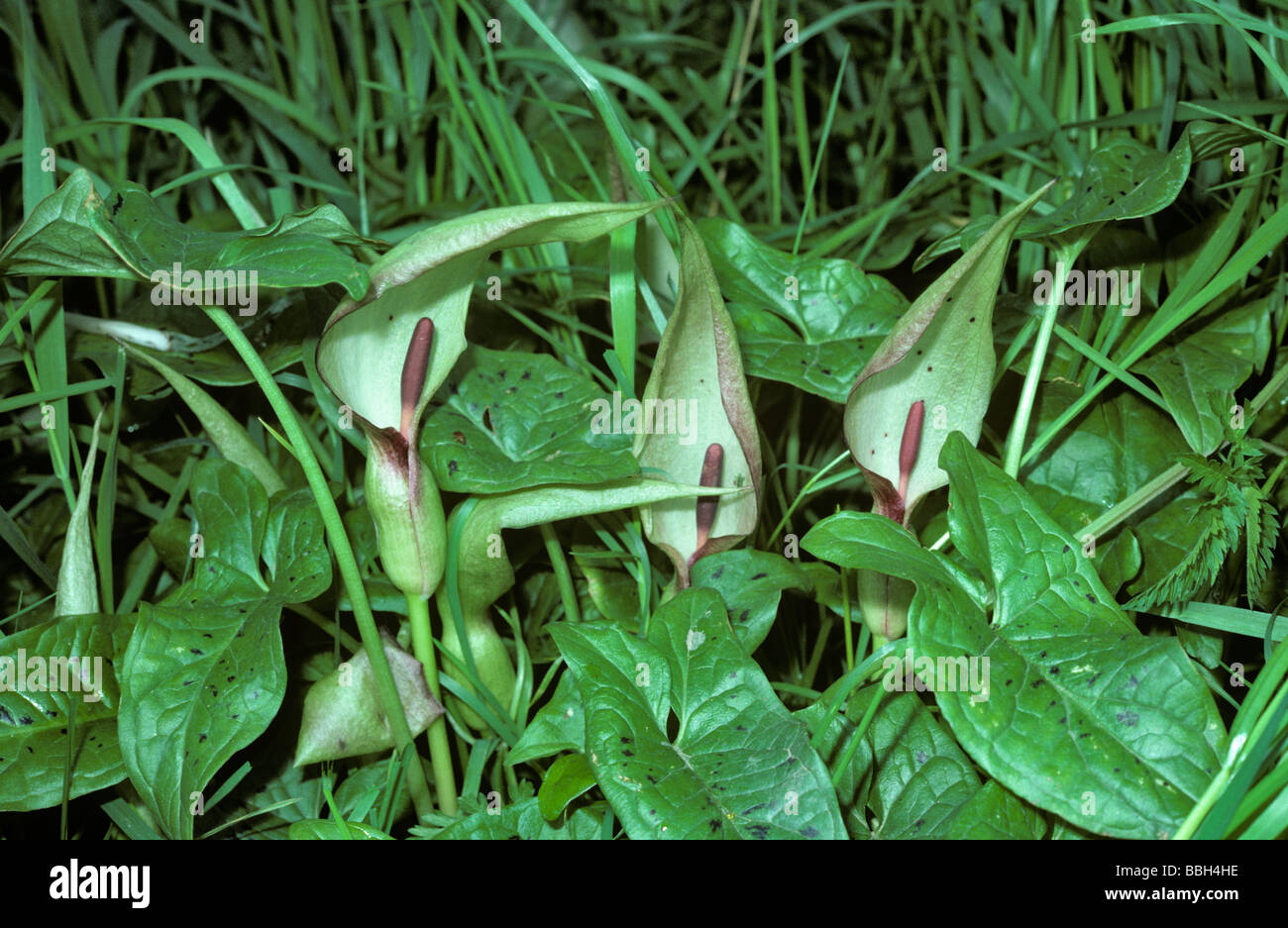 Arum maculatum wild arum flower hi-res stock photography and images - Alamy