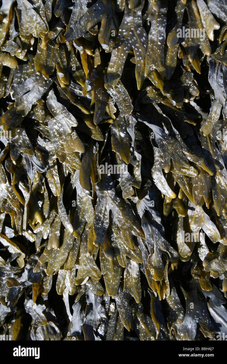 Toothed (a.k.a. Serrated) Wrack Fucus serratus On The Lower Shore Of ...