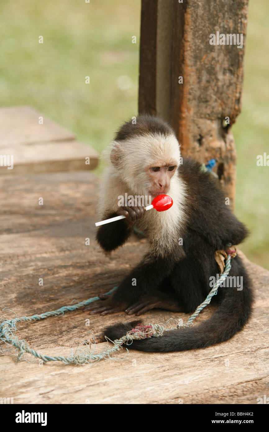 Tasbapauni, Nicaragua; Monkey eating lollipop Stock Photo - Alamy