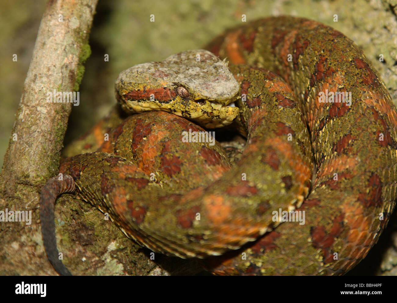 Costa rica arenal national park hi-res stock photography and images - Alamy