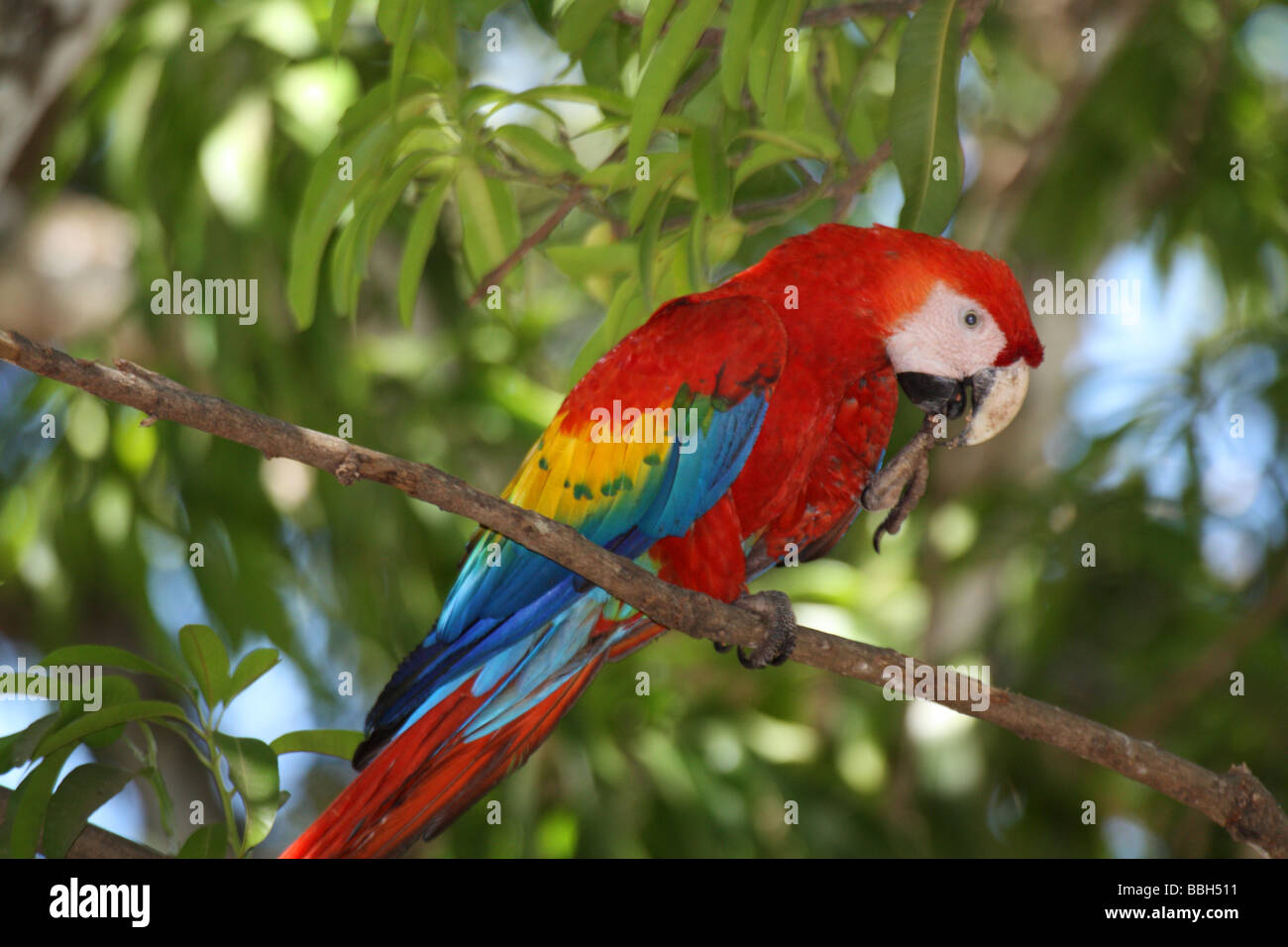 Costa rica scarlet macaw hi-res stock photography and images - Alamy