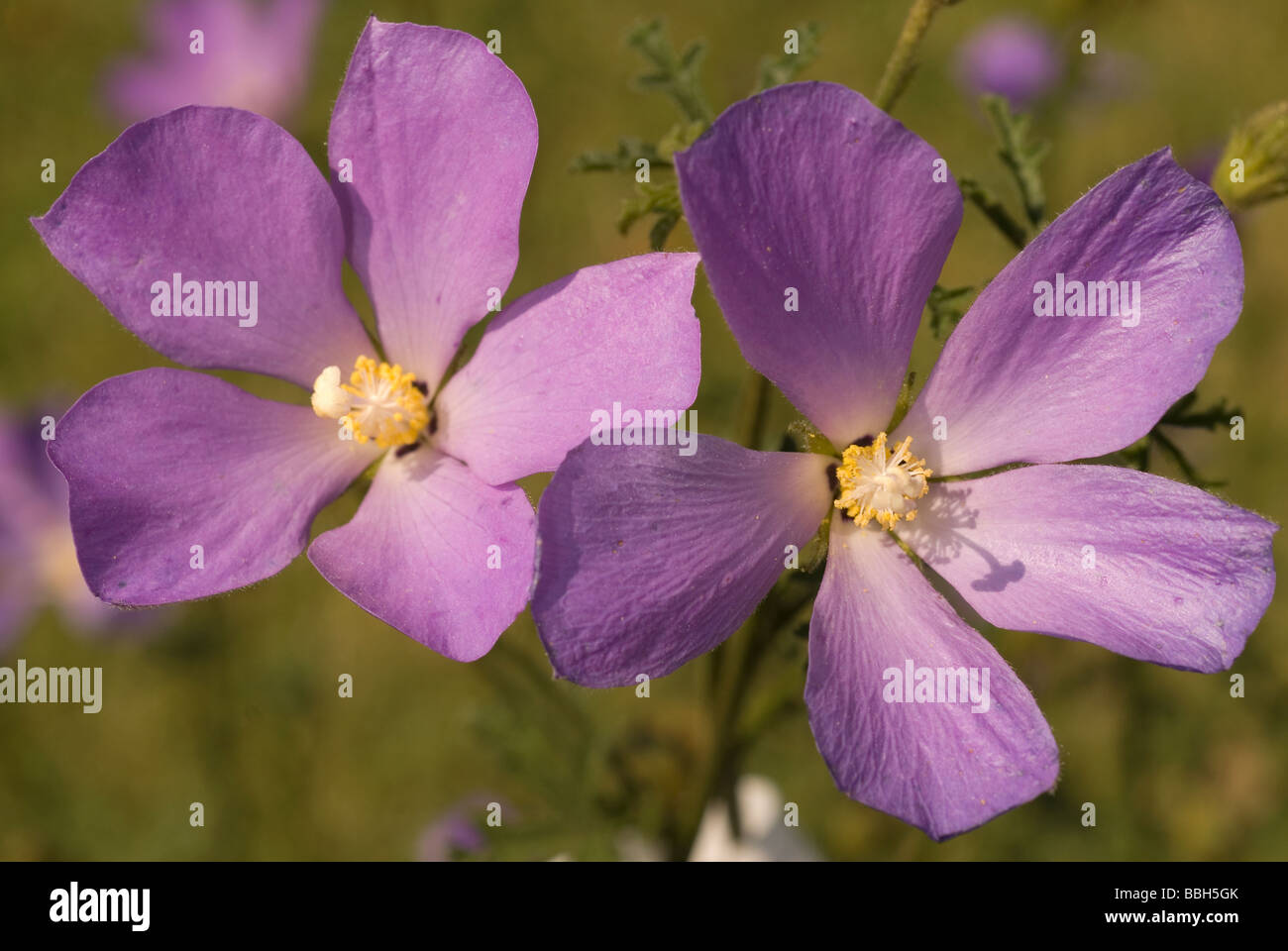 Hibiscus blue (Alyogyne huegelii), Malvaceae Stock Photo - Alamy