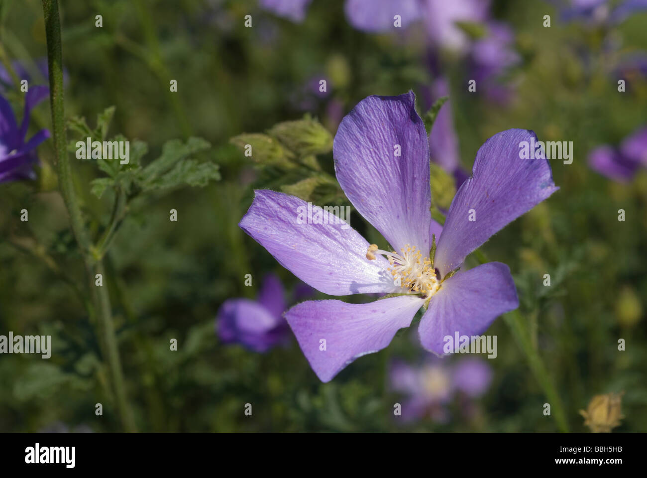 Hibiscus blue (Alyogyne huegelii), Malvaceae Stock Photo - Alamy