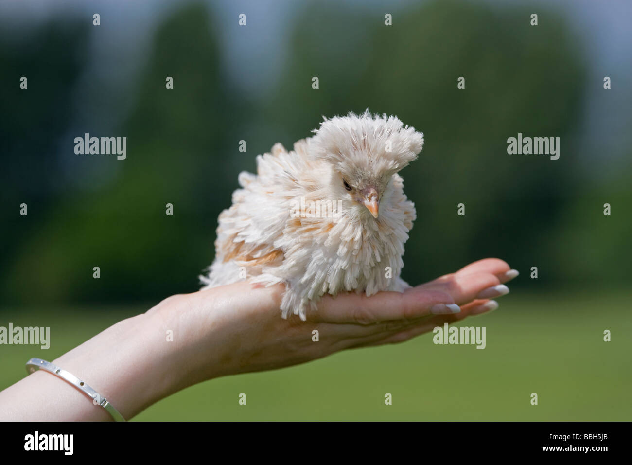 Polish bantam hi-res stock photography and images - Alamy