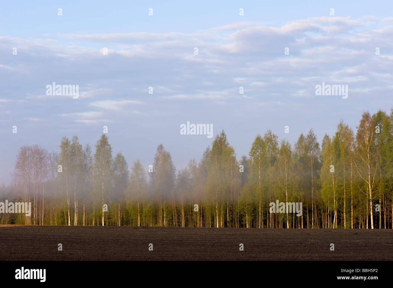 Lakeland forest hi-res stock photography and images - Alamy