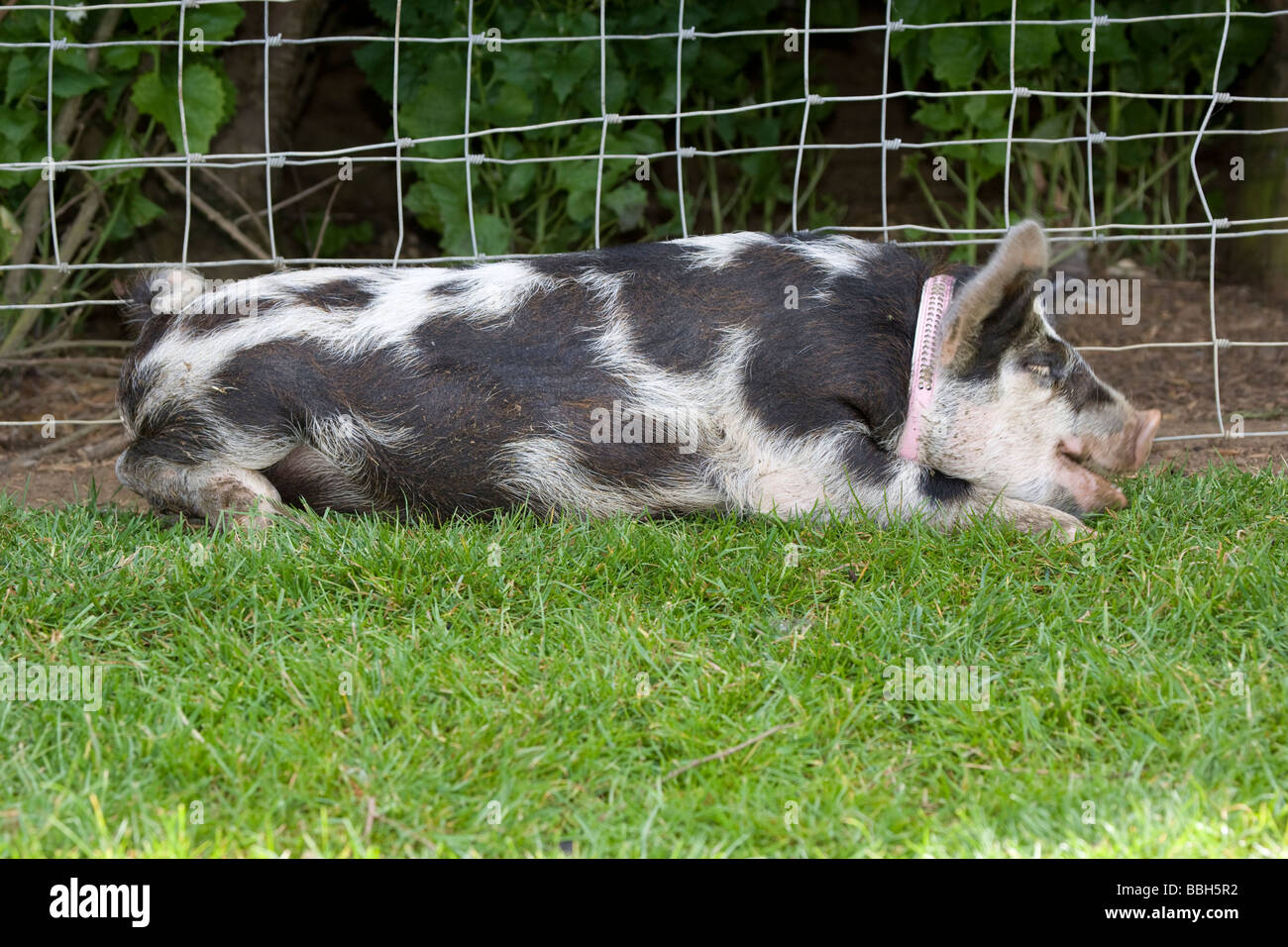 Rare pig breeds hi-res stock photography and images - Alamy