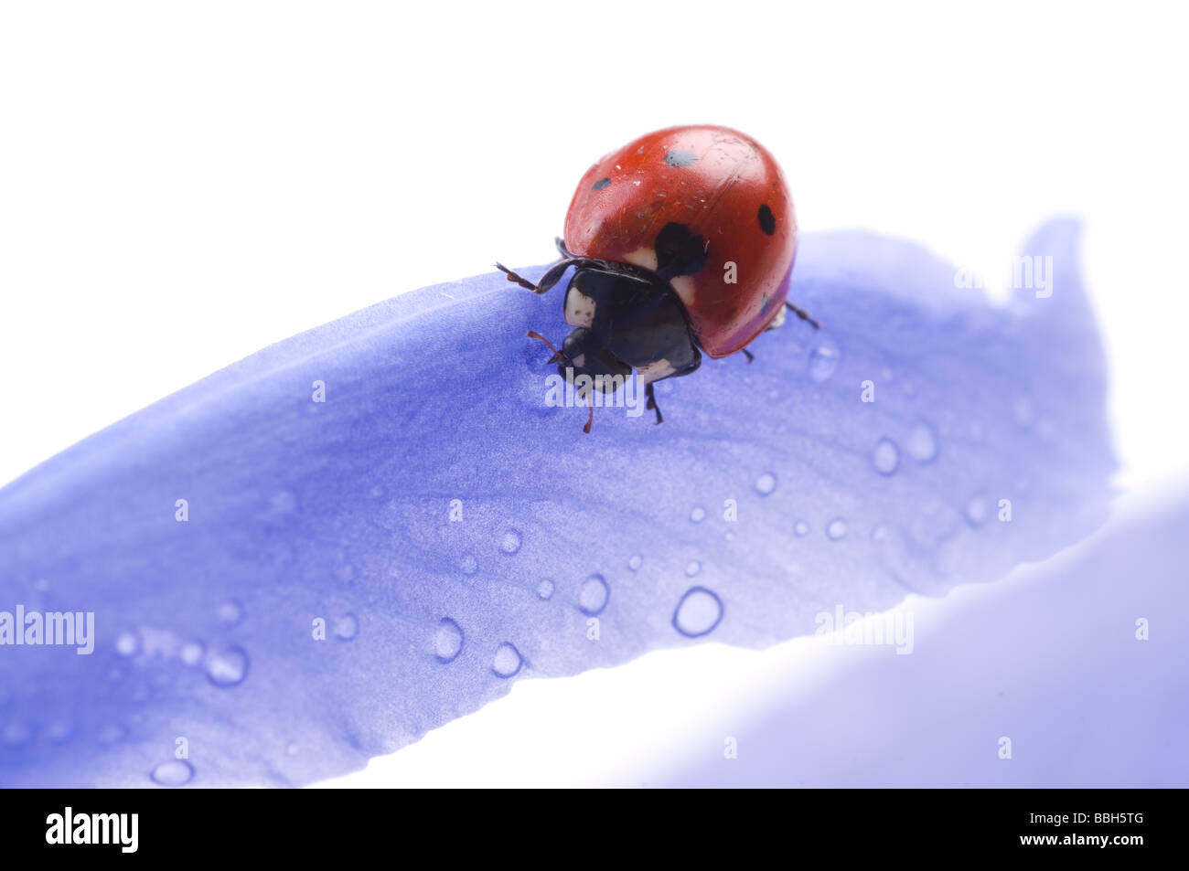 small red Ladybird on flower Stock Photo - Alamy