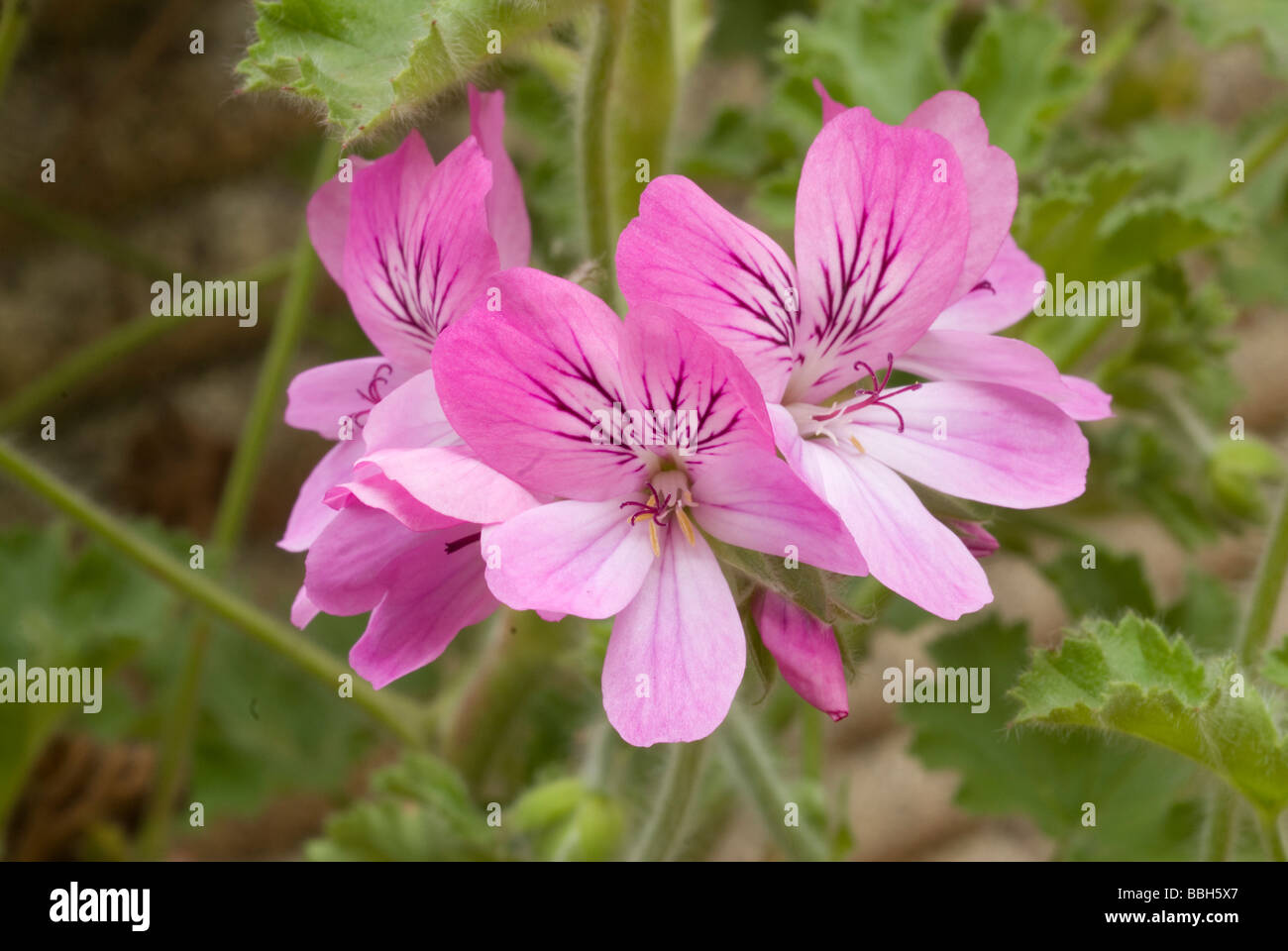 Pelargonium, capitatum, (wild, geranium, Rose, scented, geranium ...