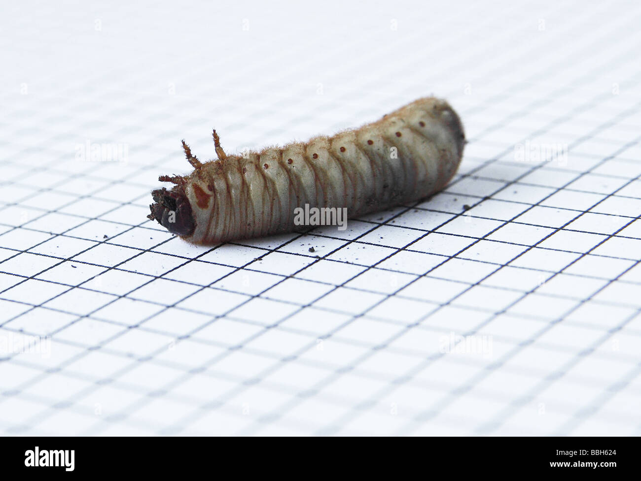 big larva with bits of dirt on graph paper Stock Photo - Alamy