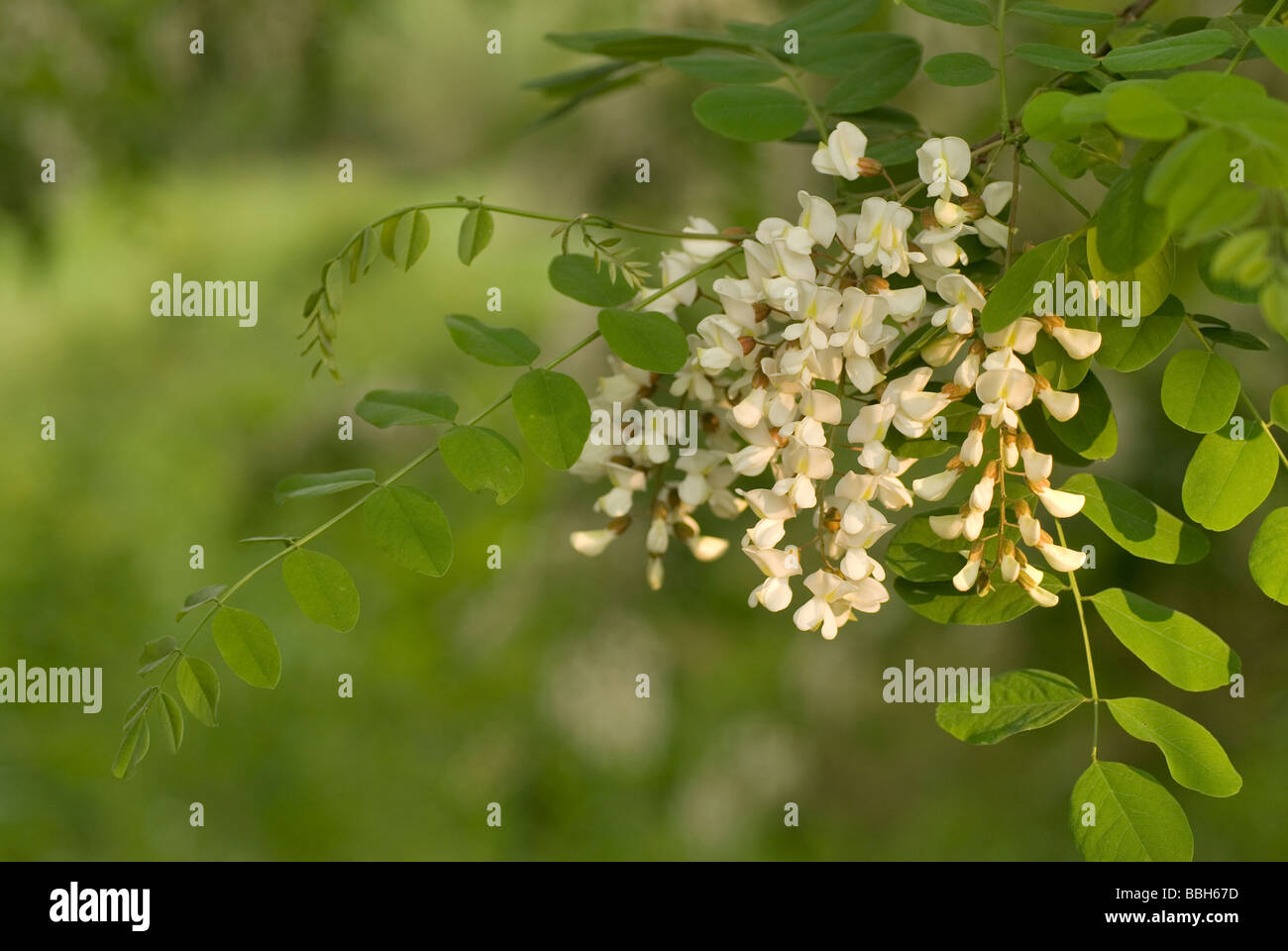 Robinia pseudoacacia hi-res stock photography and images - Alamy