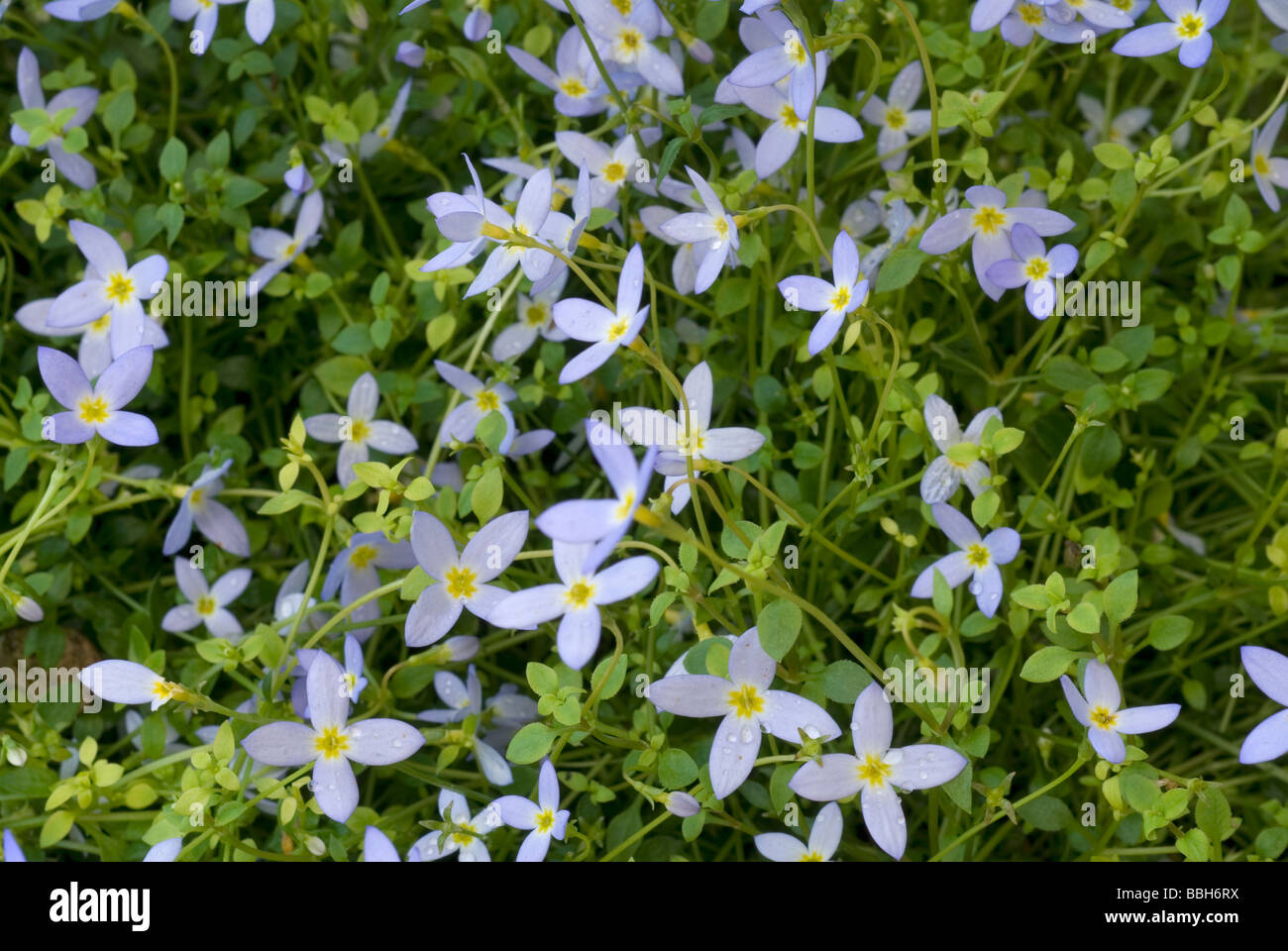 Houstonia Caerulea High Resolution Stock Photography and Images - Alamy