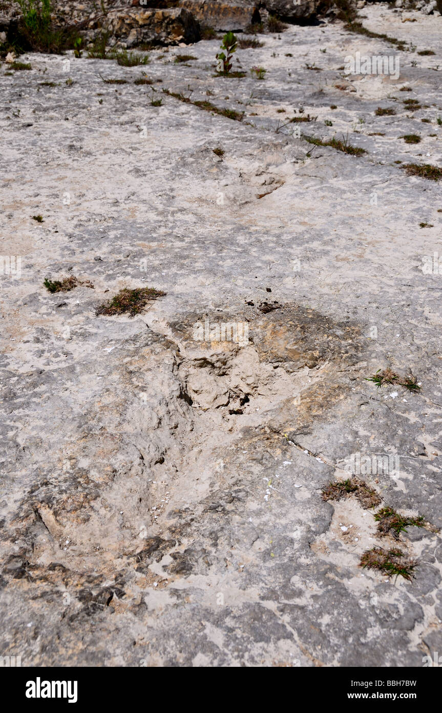 Dinosaur footprints on limestone surface, Texas Hill Country, USA Stock ...