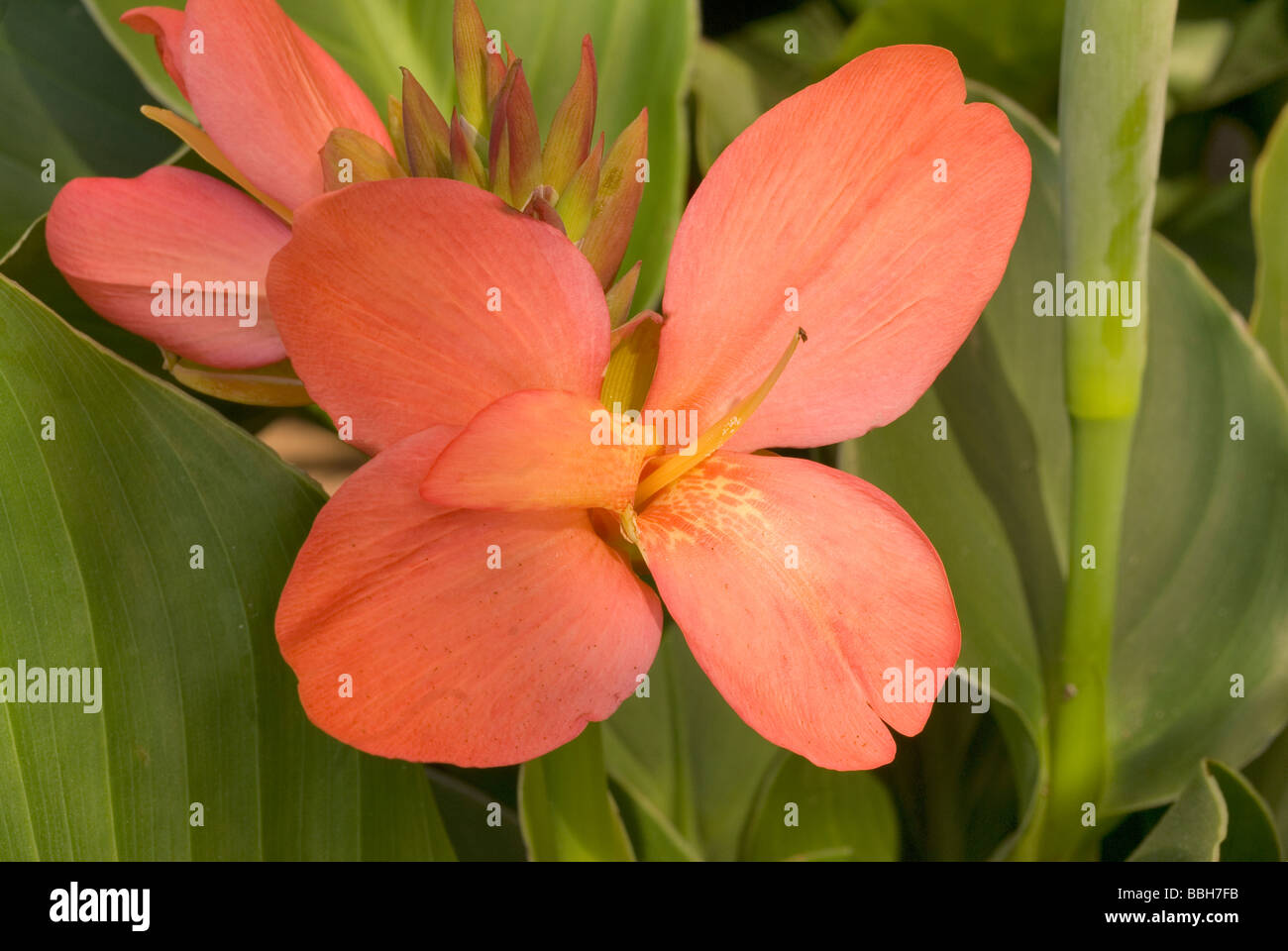Flower of Canna indica, Cannaceae Stock Photo - Alamy