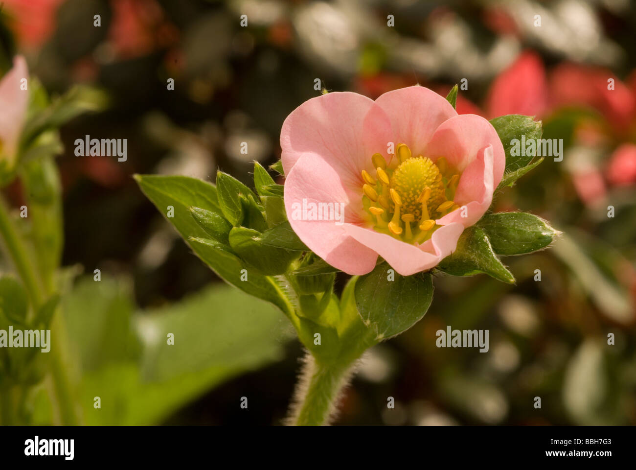 Strawberries fragaria sp hi-res stock photography and images - Alamy
