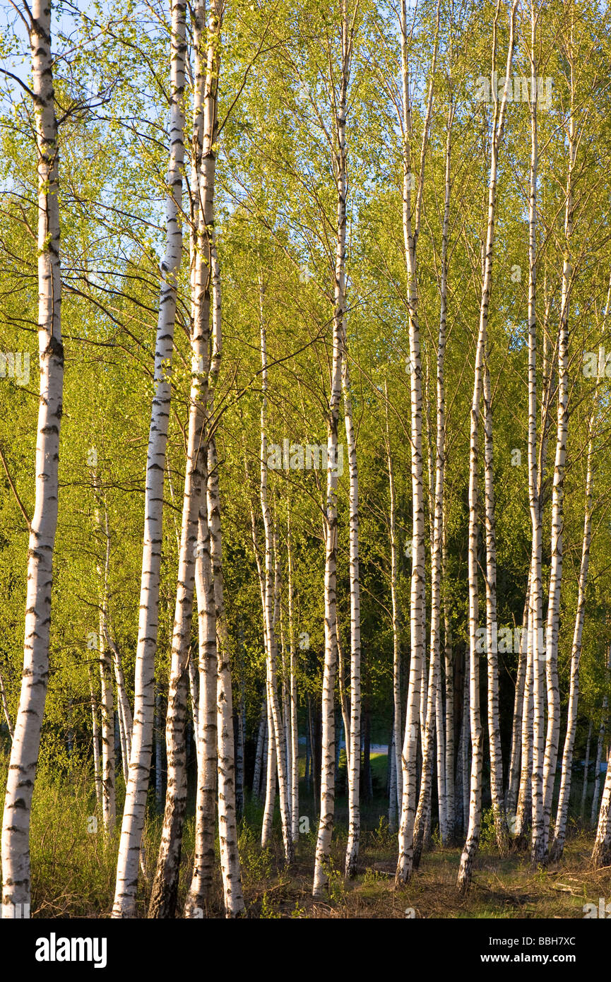 Karelian birch hi-res stock photography and images - Alamy