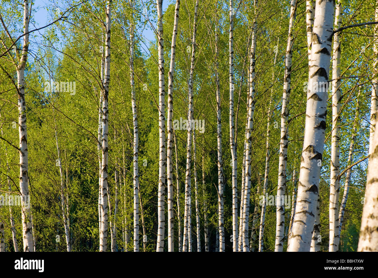 Karelian birch hi-res stock photography and images - Alamy