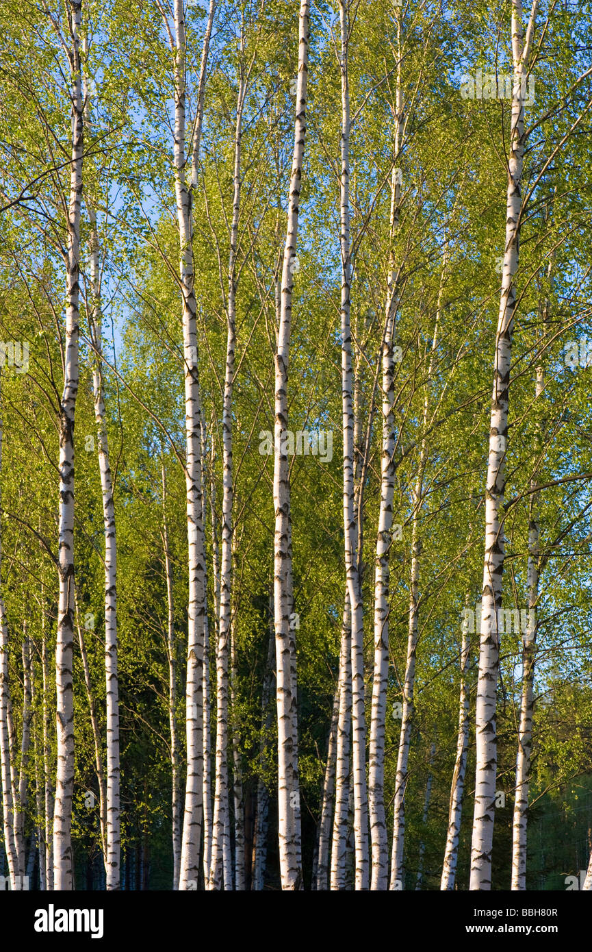 Karelian birch hi-res stock photography and images - Alamy