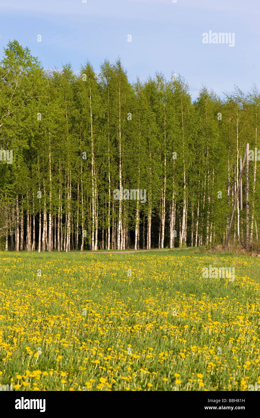 Spring flowers and forest Finland Stock Photo - Alamy