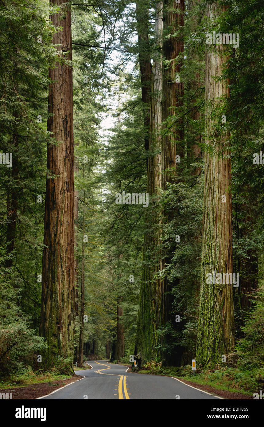 Redwood Highway, California Stock Photo - Alamy