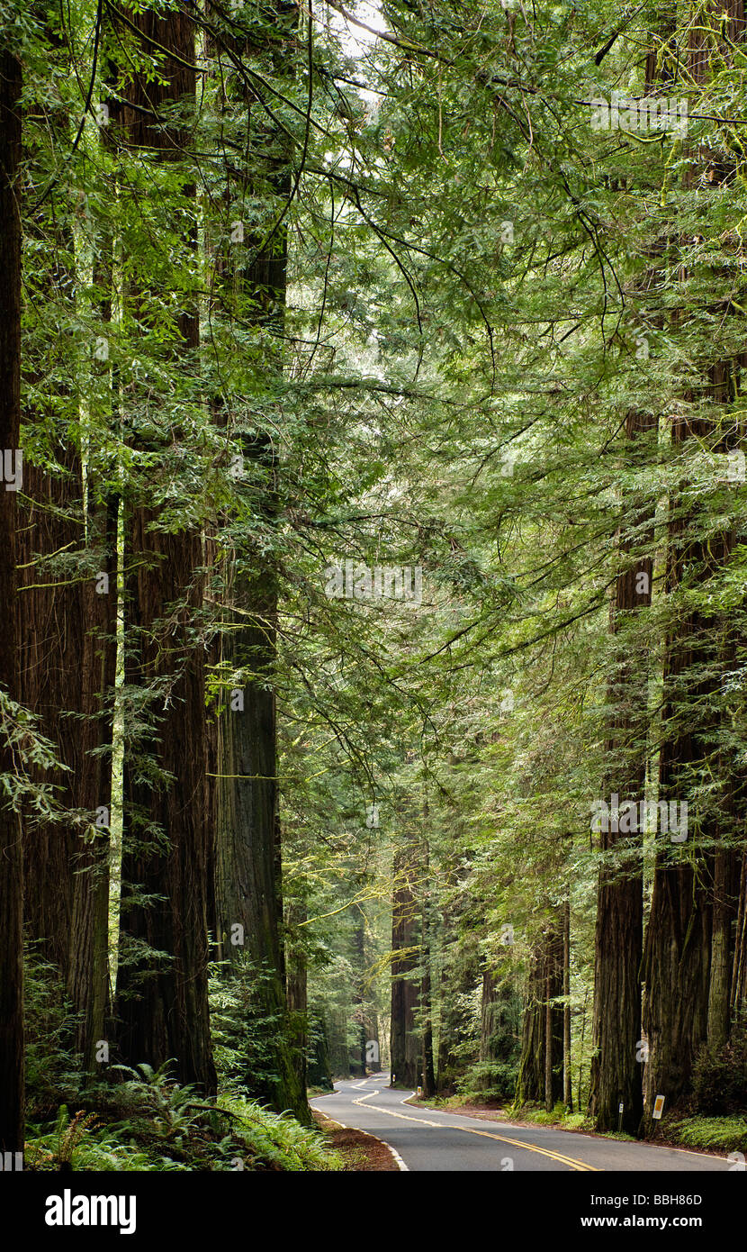 California Redwood Highway