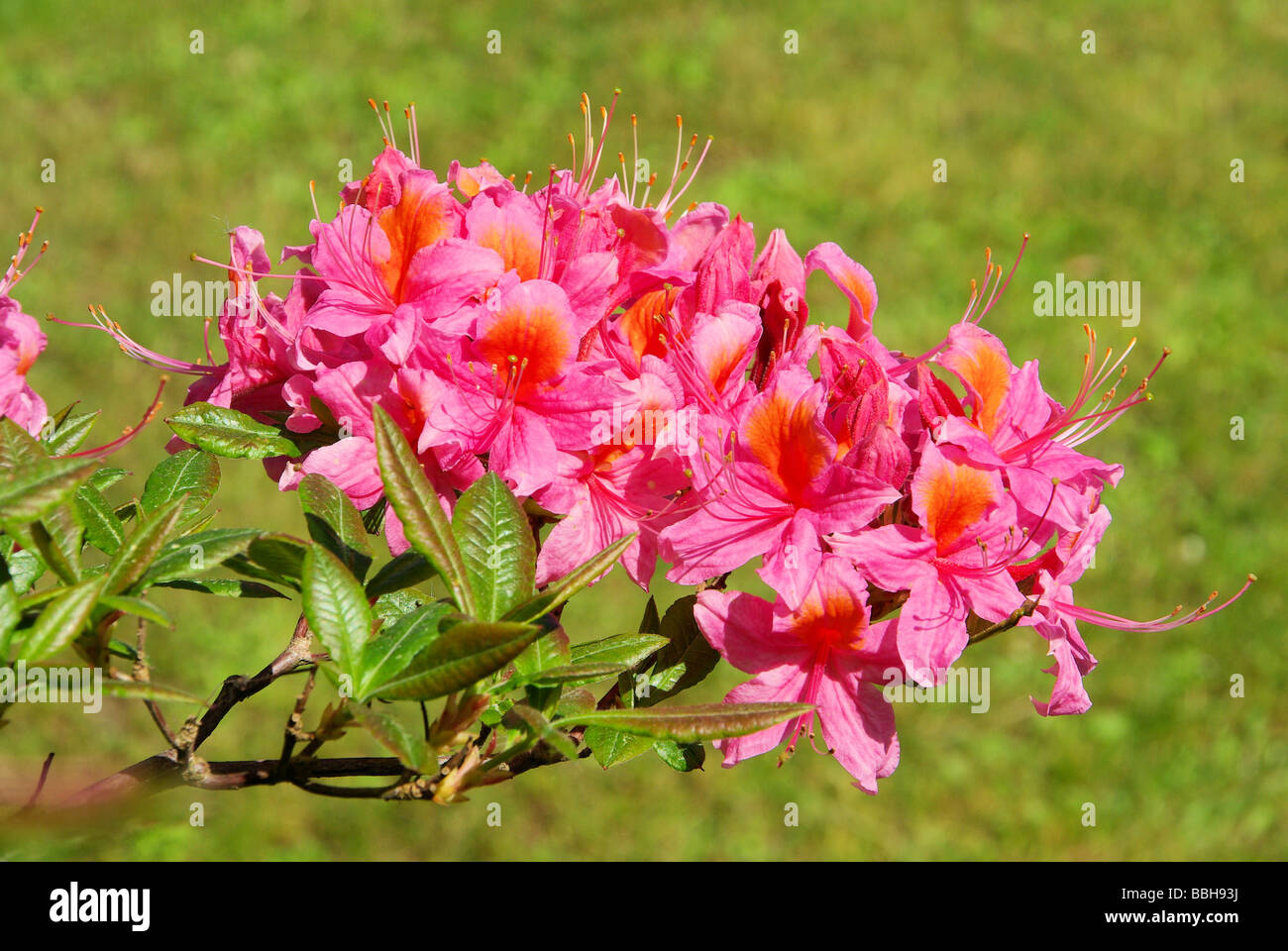 Azalea garten hi-res stock photography and images - Alamy