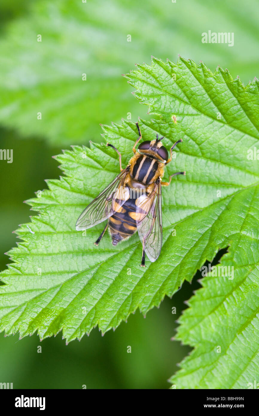 Hoverfly Helophilus pendulus adult at rest on a leaf Stock Photo - Alamy