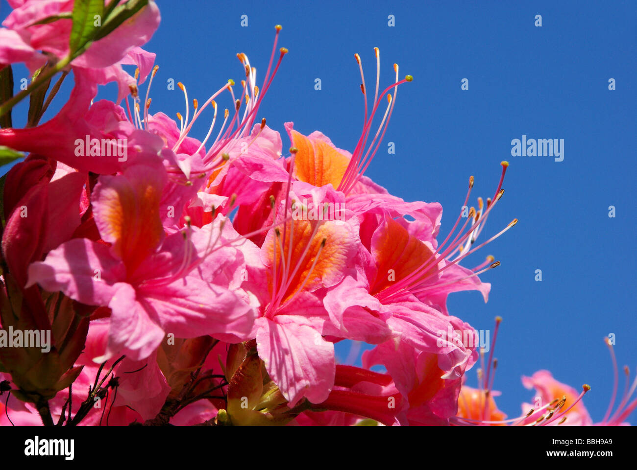 Azalee azalea 20 Stock Photo - Alamy