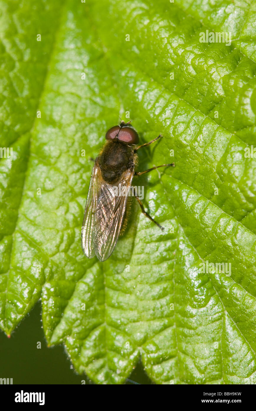 Species of hoverfly hi-res stock photography and images - Alamy