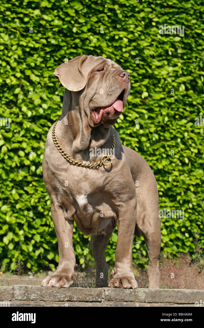 Mastino Napoletano, Italian Mastiff Stock Photo - Alamy