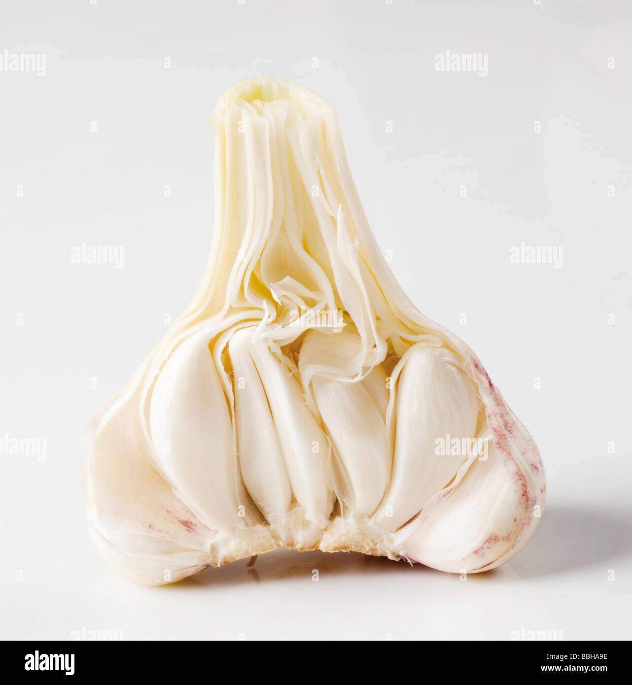 Bulb cross section hi-res stock photography and images - Alamy