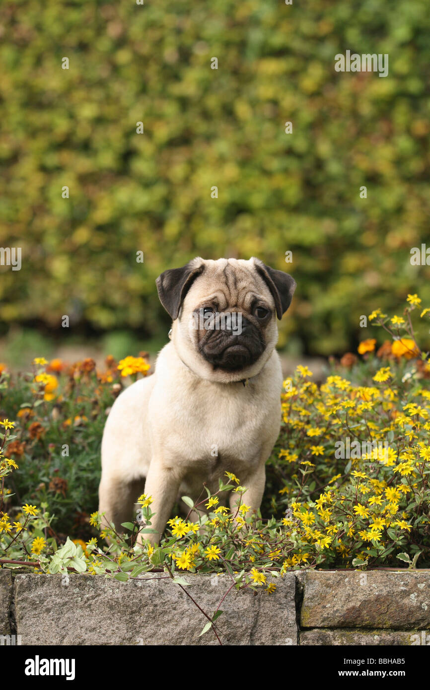 Pug standing on a wall between flowers Stock Photo - Alamy