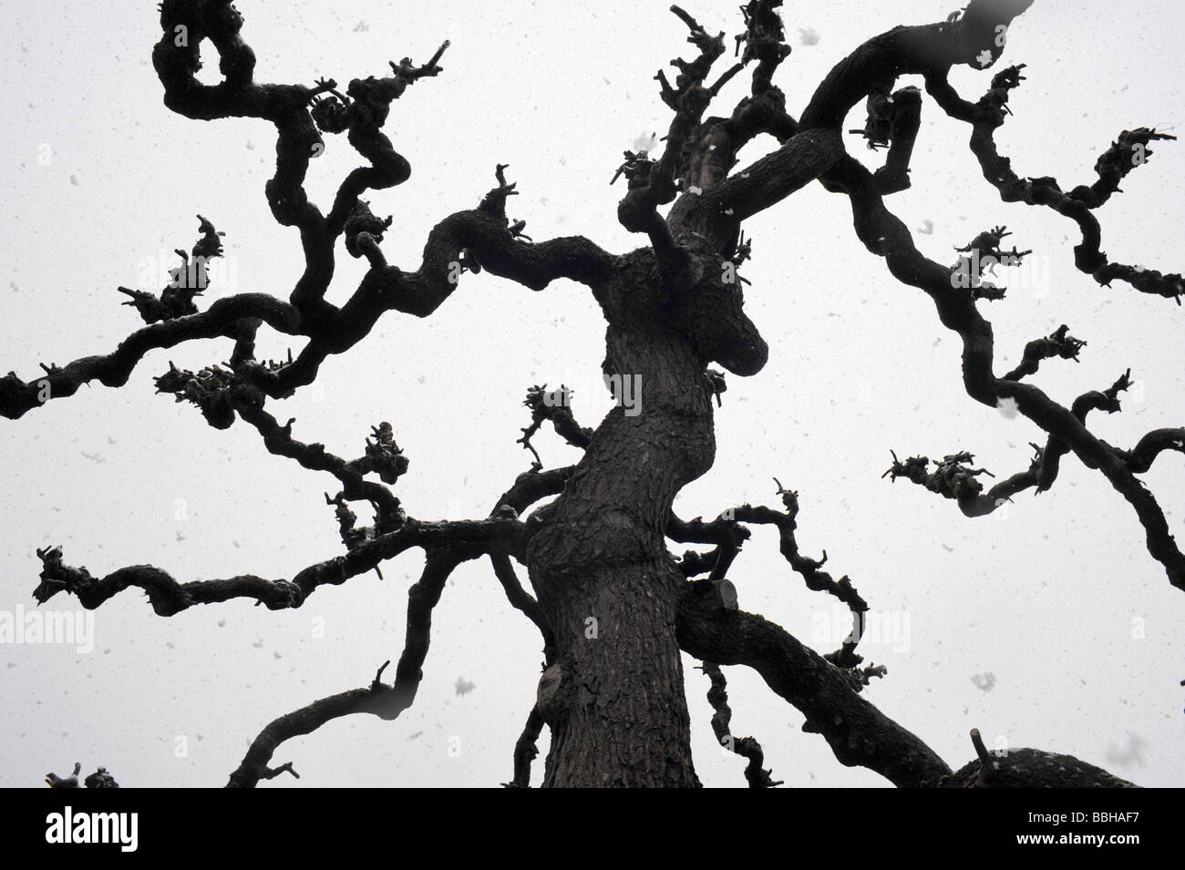 Snow falling on a spooky bare tree Stock Photo - Alamy